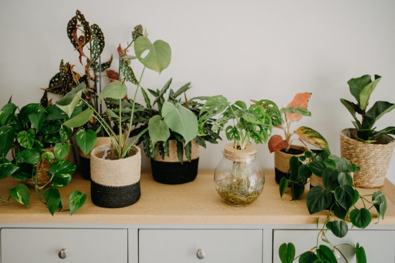 How Many Plants Is Too Many? Plant Lovers’ Guides & Opinions